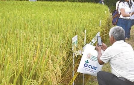 Bolivia ya produce arroz biofortificado con zinc - IICA