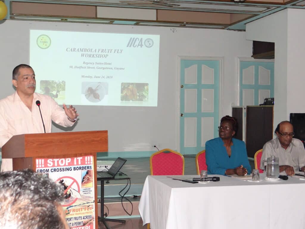 Carambola Fruit Fly Workshop - IICA 2024