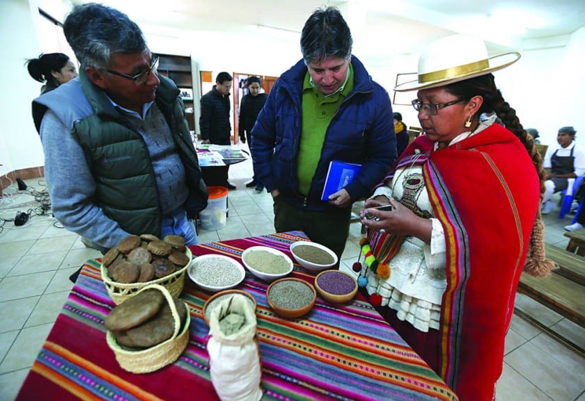 La cañahua, nuevo grano de oro de Bolivia para el mundo - IICA