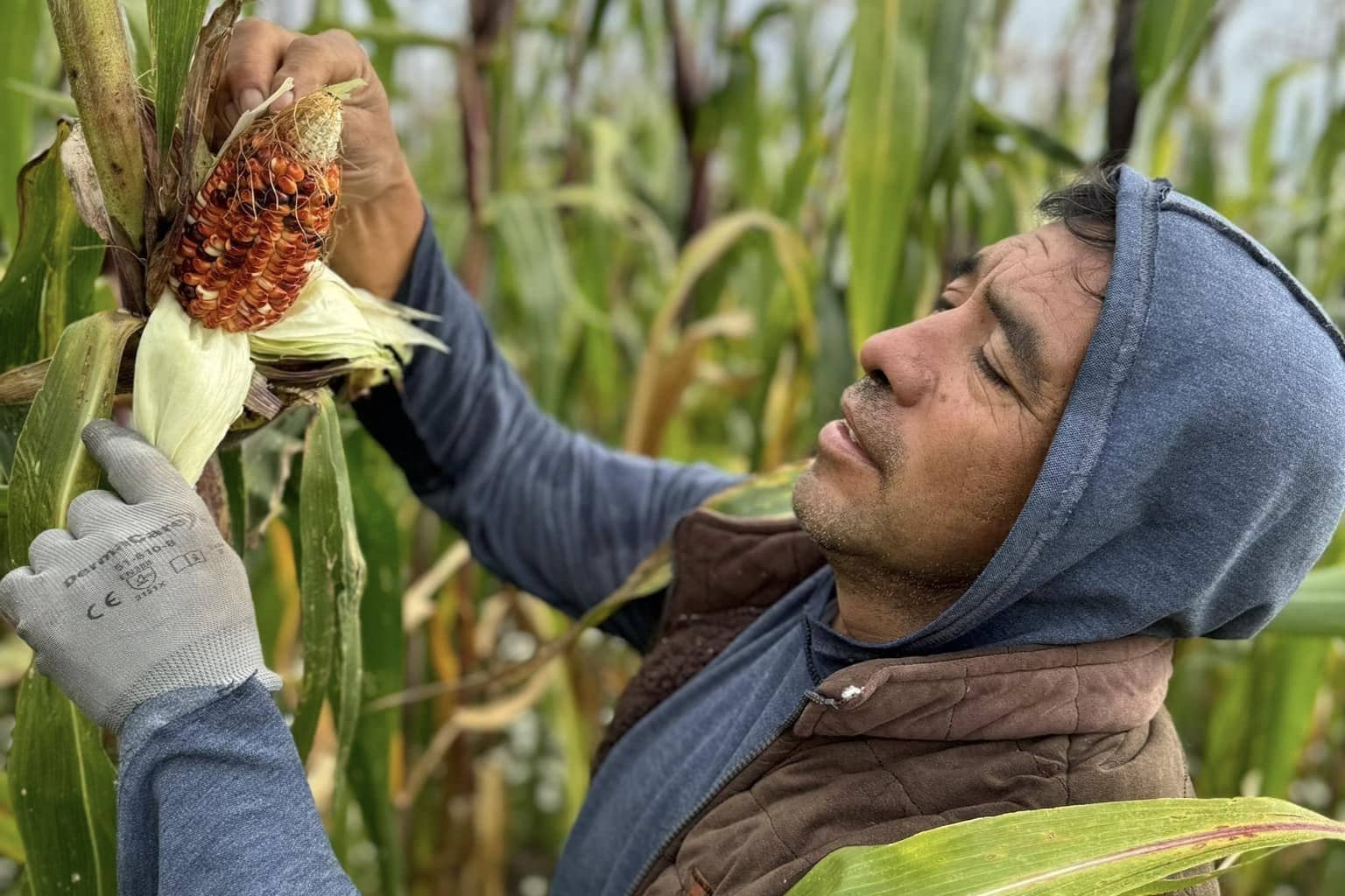 Juan Simón Angoa, protector de los maíces nativos de México - IICA