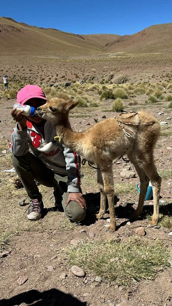 Bolivia implements next stage of efforts to save high-altitude wetlands ...